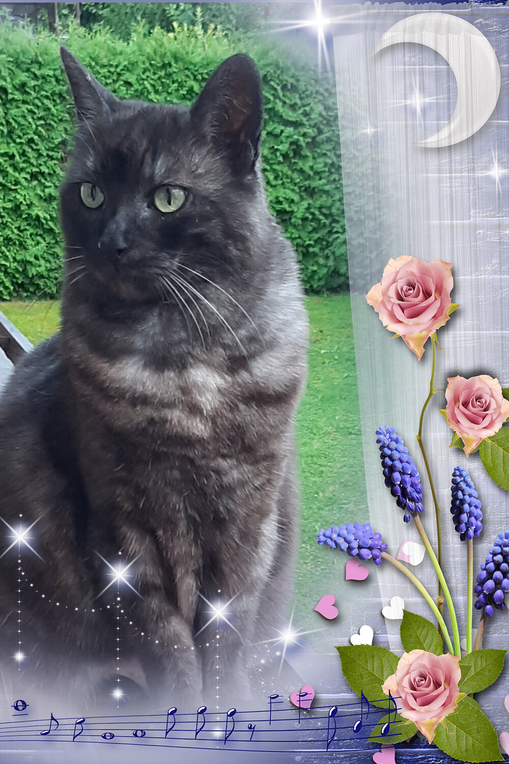 Photo frames. Melody of the summer night | 64111335